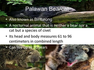 Bearcats: Know more about them | PPTX | Zoos & Aquariums | Attractions