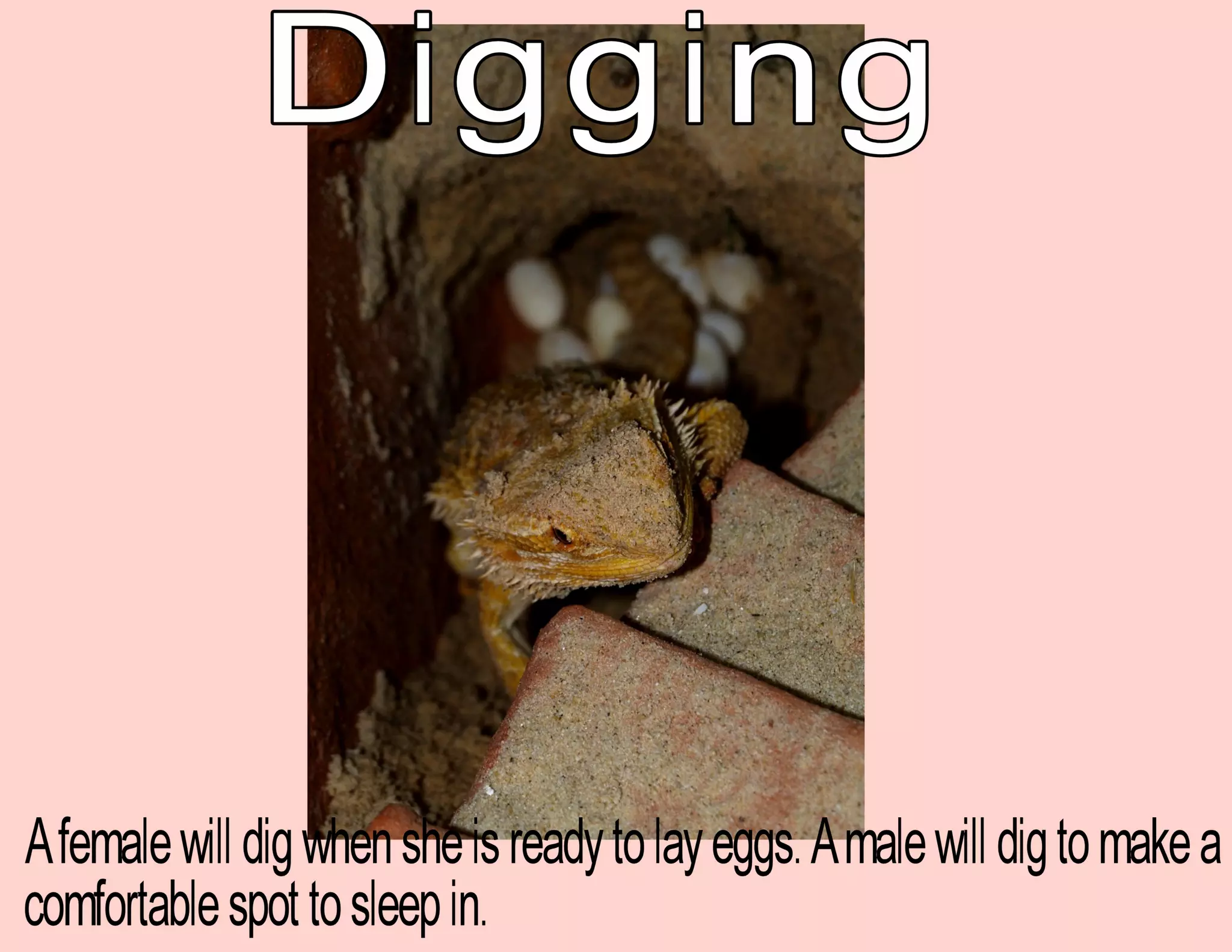 Bearded Dragon Behavior | PDF