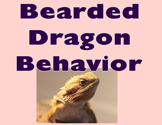 Bearded Dragon Behavior | PDF