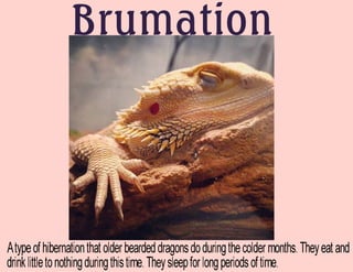 Bearded Dragon Behavior | PDF