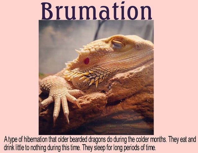 Bearded Dragon Behavior | PDF