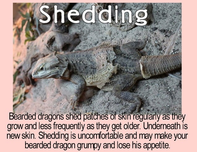 Bearded Dragon Behavior | PDF