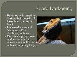 Beardie behaviors | PPTX
