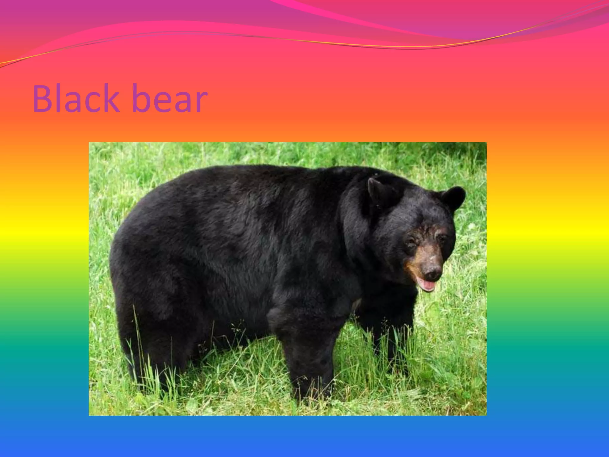 Bear powerpoint | PPT