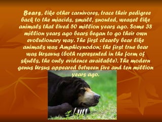 Bears | PPT
