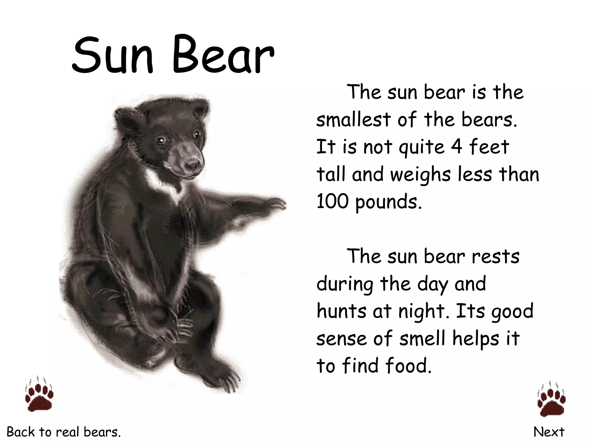Bears | PPT
