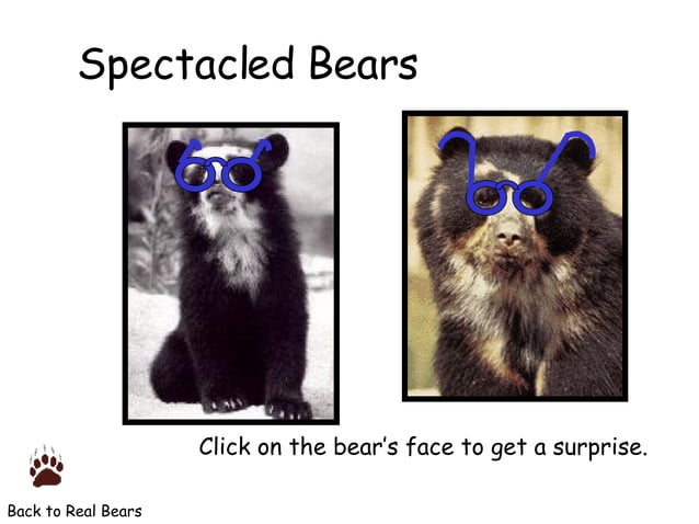 Bears | PPT | Large Animals | Pets