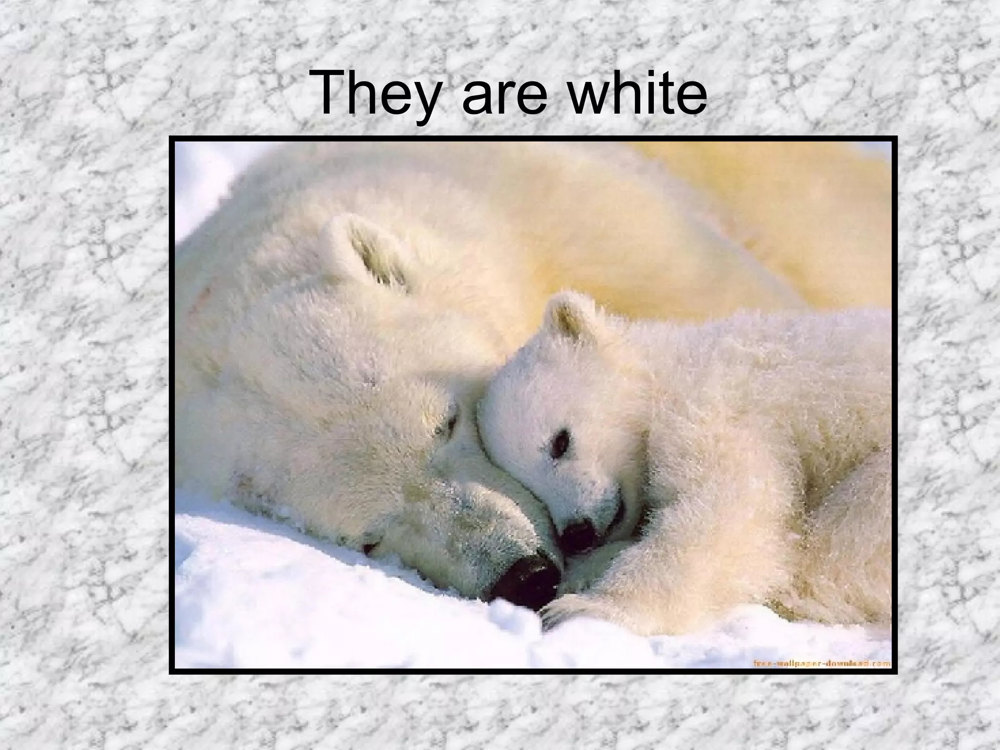 Alan Araya, Franco Fabrichini and Valentin Fayad | PPT