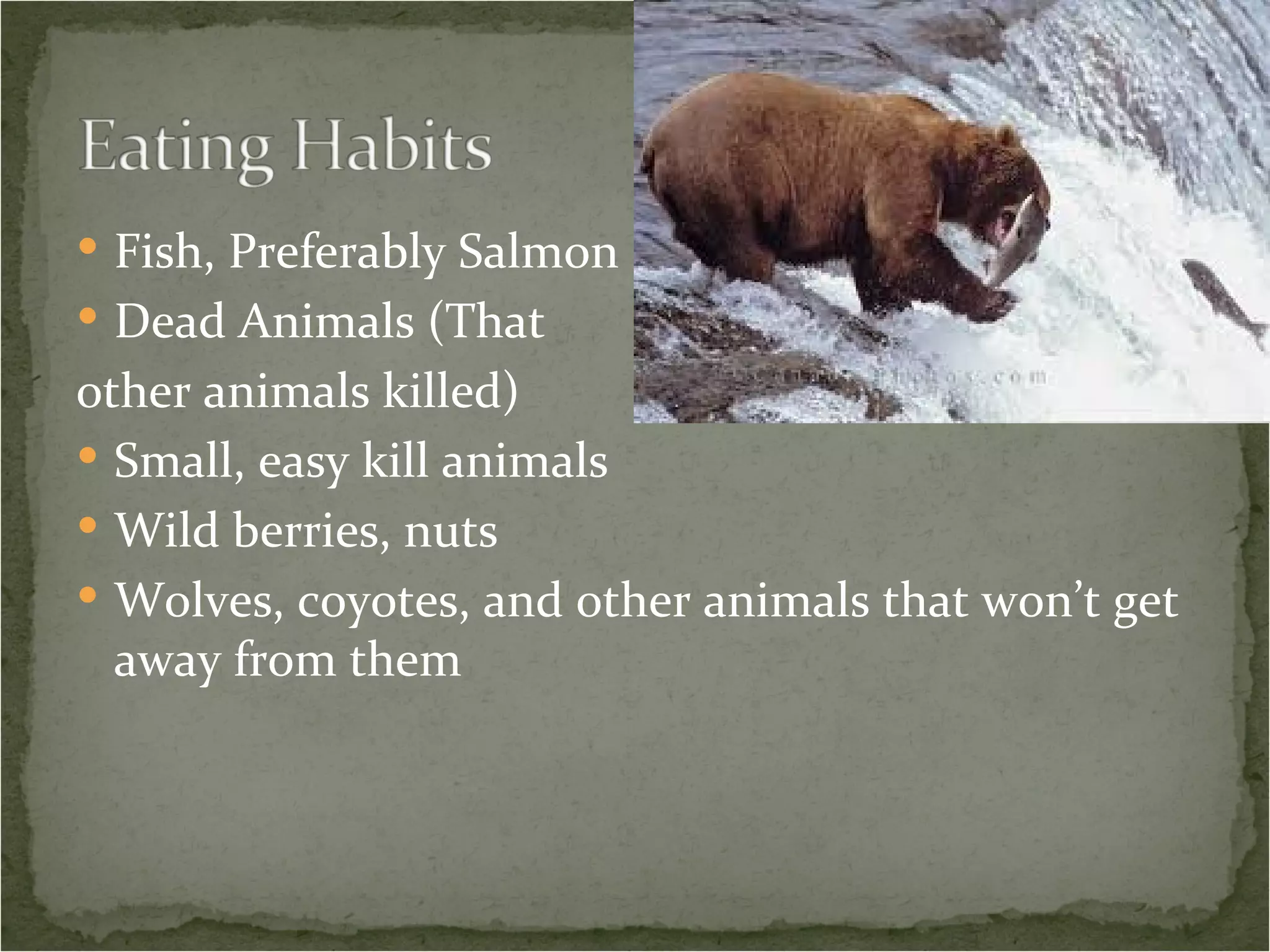 Bears, beware! | PPT