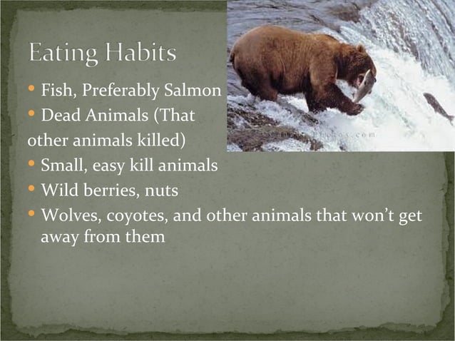 Bears, beware! | PPT