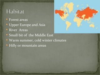 Bears, beware! | PPT