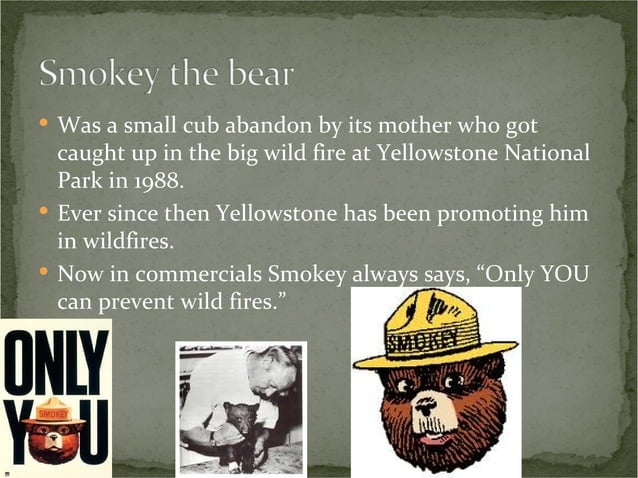 Bears, beware! | PPT