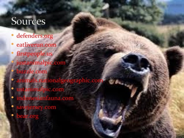 Bears, beware! | PPT