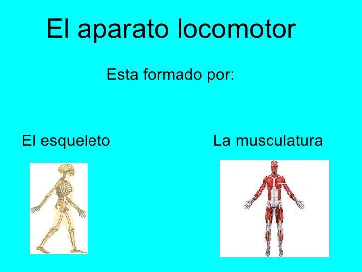 Aparato Locomotor Funciones Partes Y Caractersticas