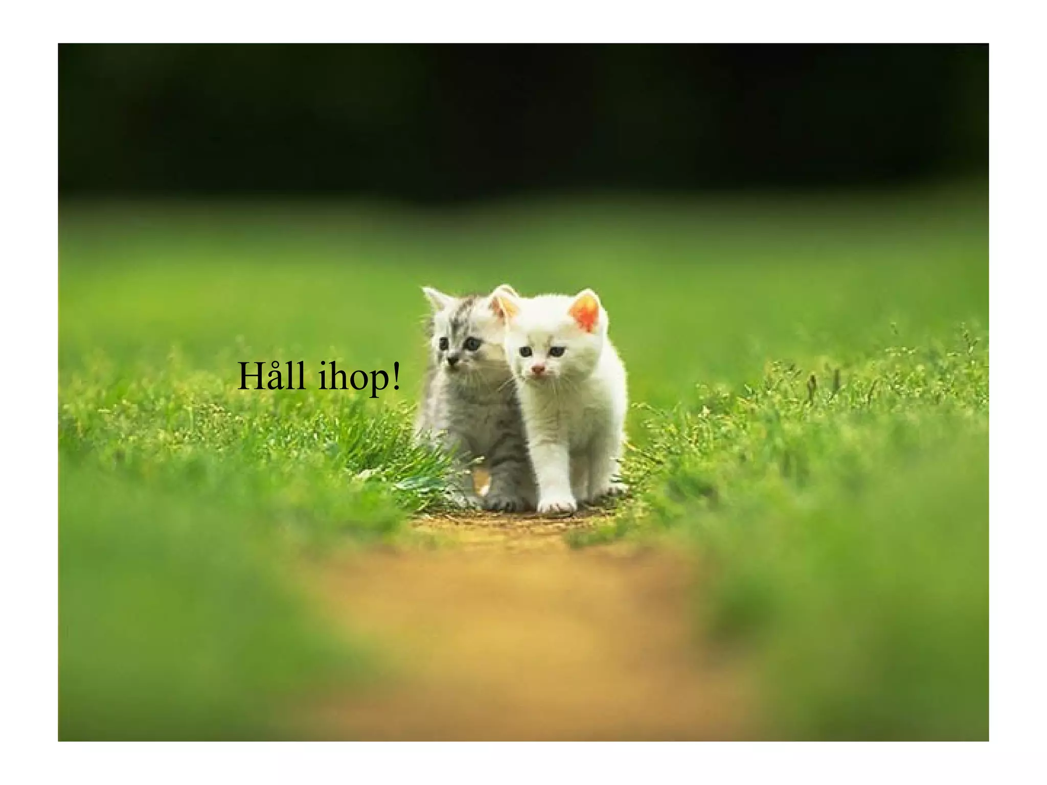 Beautiful cats with swedish text | PPS