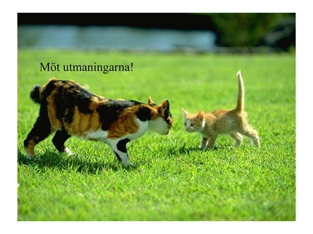 Beautiful cats with swedish text | PPS