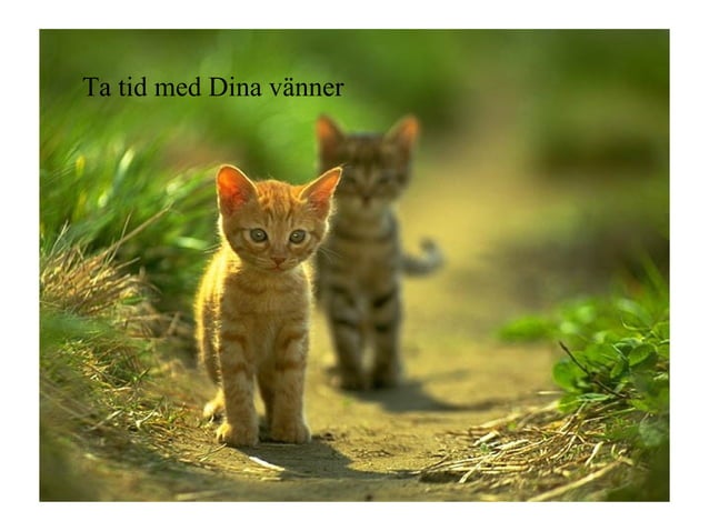 Beautiful cats with swedish text | PPS
