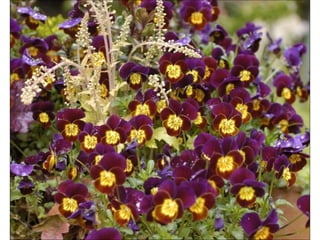 Beautiful Garden | PPT