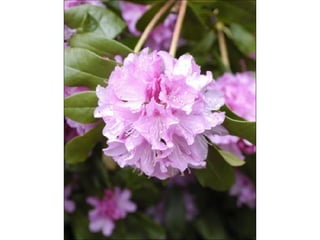 Beautiful Garden | PPT