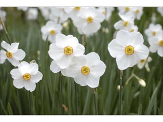 Beautiful Garden | PPT