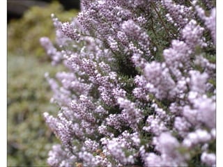 Beautiful Garden | PPT