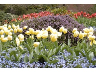 Beautiful Garden | PPT