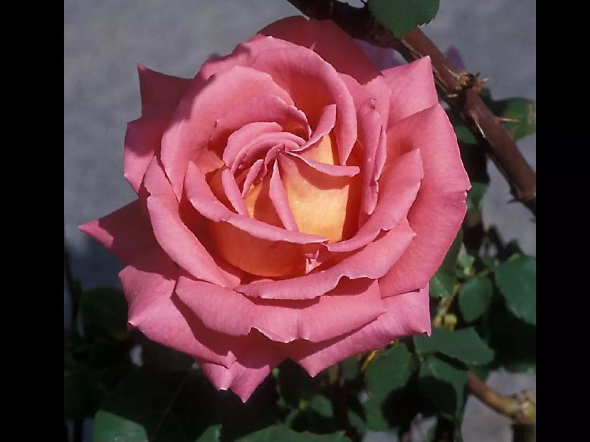 Beautiful Roses - Part 2 | PPS | Gardening | Home & Garden