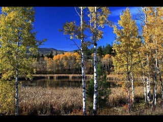 Beautiful Scenery 1 | PPT