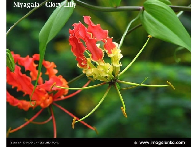 Beautiful Sri Lanka - Part 2. | PPT