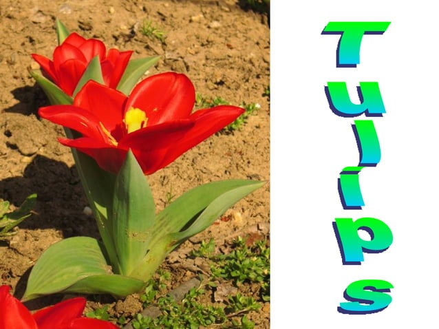 Beautiful Washington DC | PPT