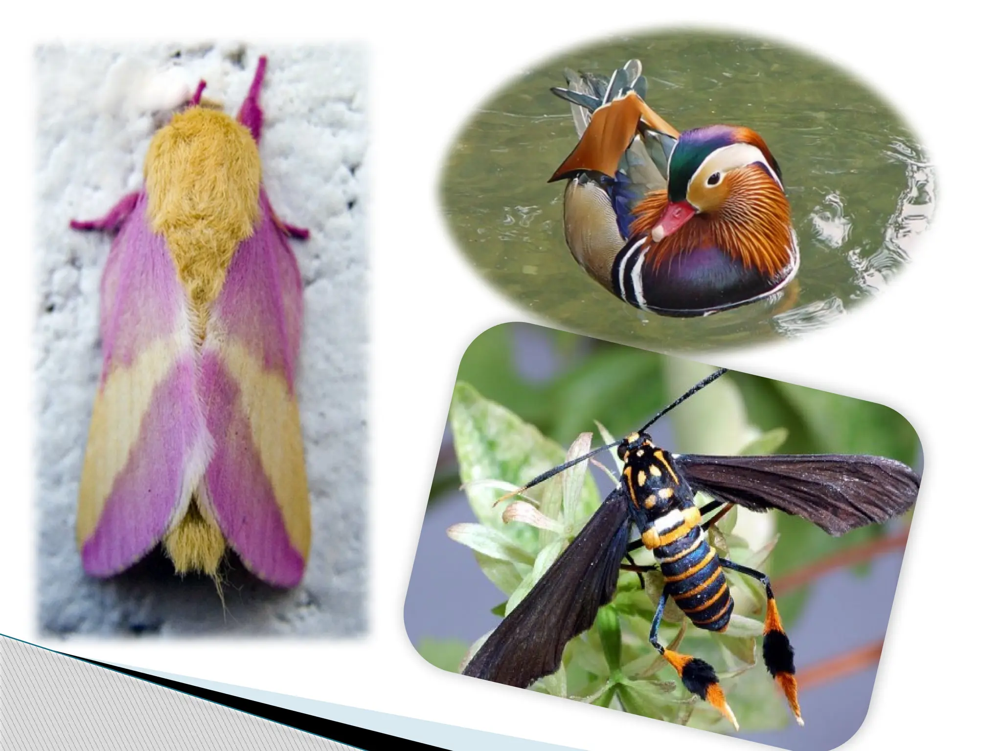 Beautiful animals -Proekt ne Anglisht.pptx