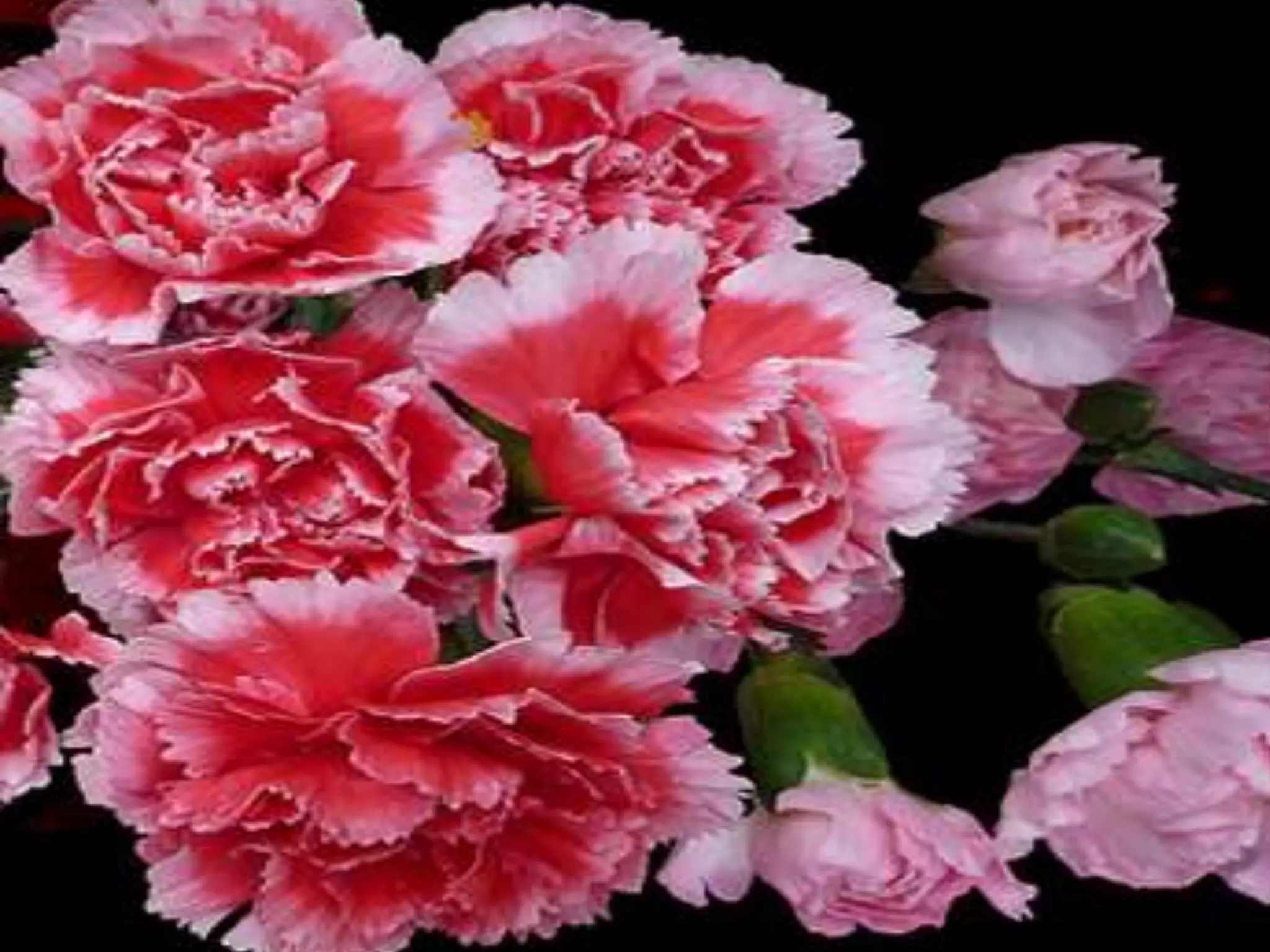 Beautiful Carnation | PPT