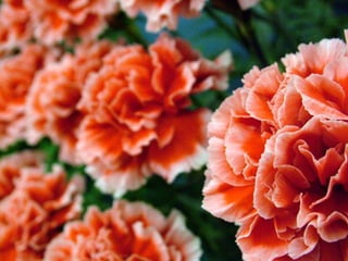 Beautiful Carnation | PPSX