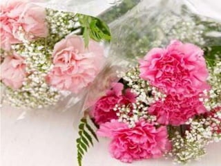 Beautiful Carnation | PPSX