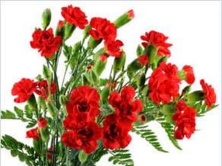 Beautiful Carnation | PPSX