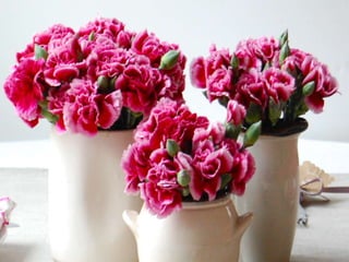 Beautiful Carnation | PPSX