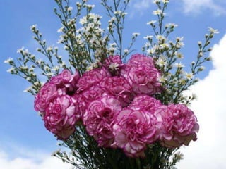 Beautiful Carnation | PPSX