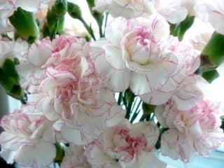 Beautiful Carnation | PPSX