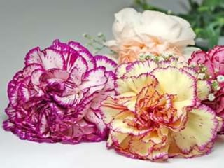 Beautiful Carnation | PPSX