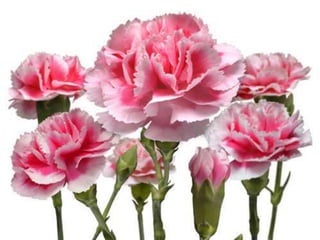 Beautiful Carnation | PPSX