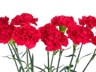 Beautiful Carnation | PPSX