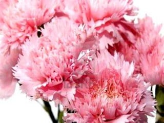 Beautiful Carnation | PPSX