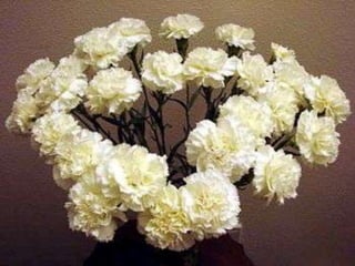 Beautiful Carnation | PPSX