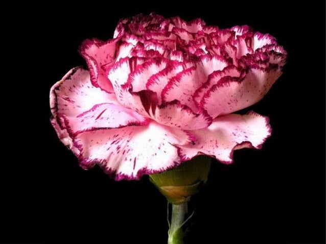 Beautiful Carnation Flowers | PPT