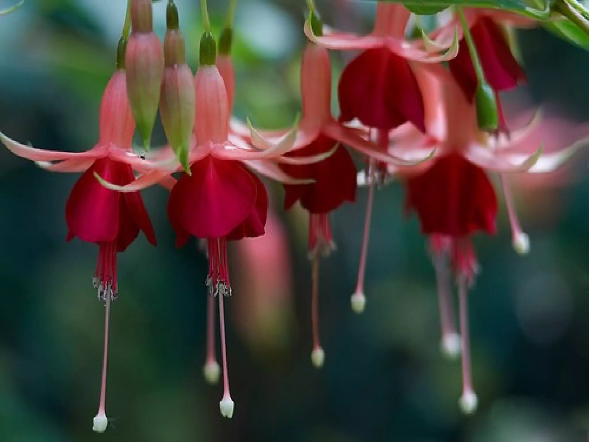 Beautiful Fuchsia Queen | PPS