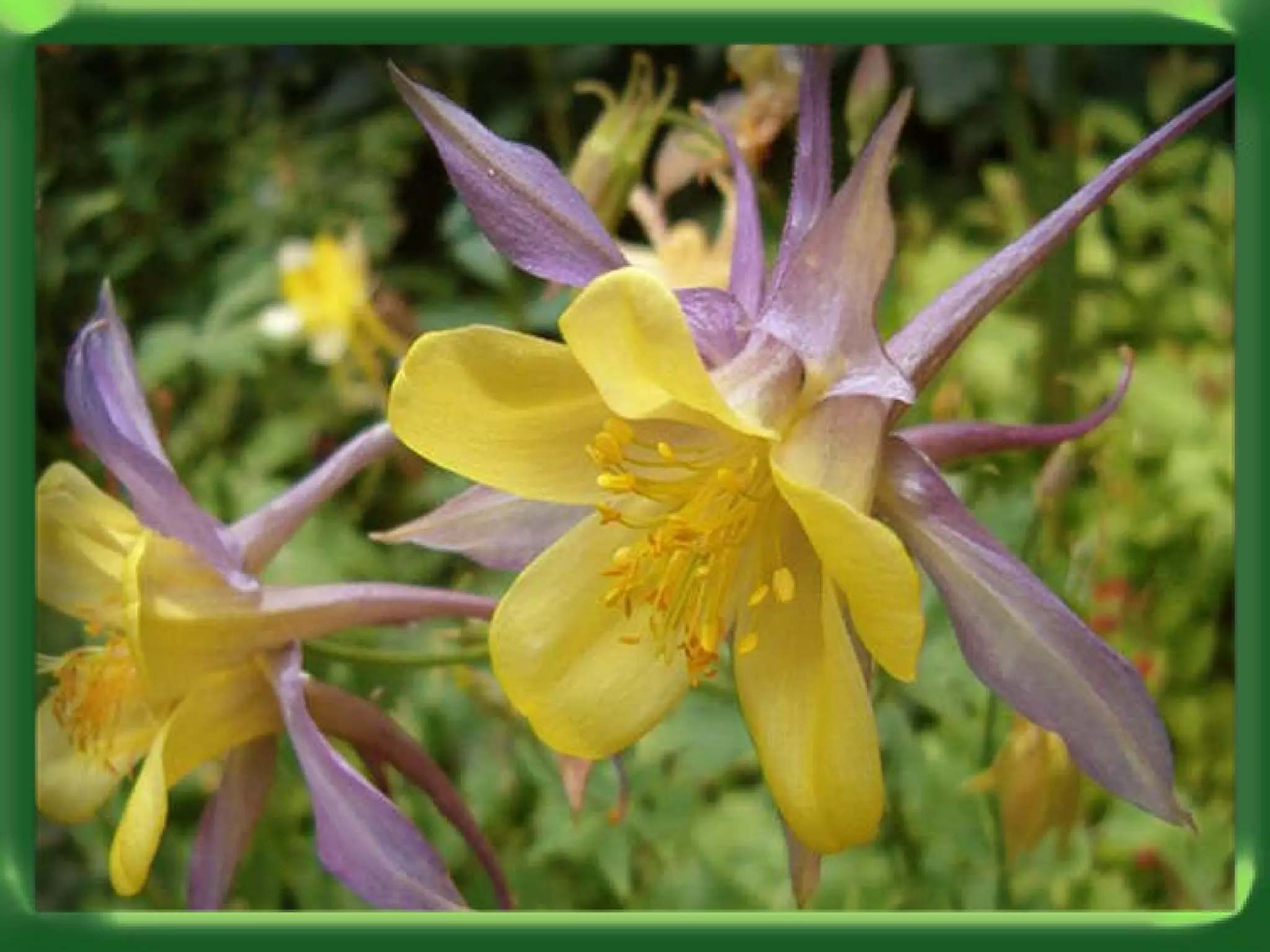 Beautiful garden | PPT