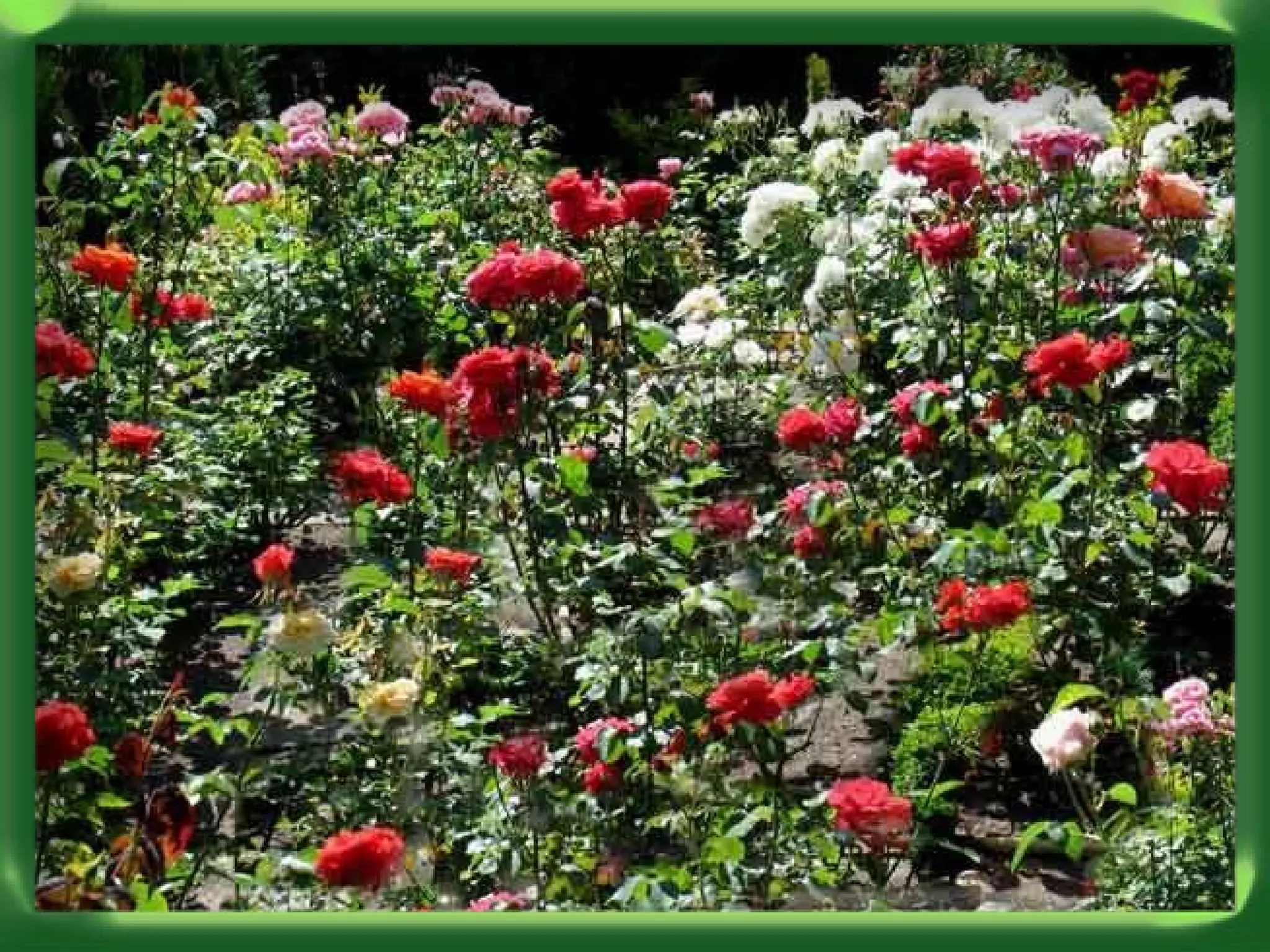 Beautiful garden | PPT