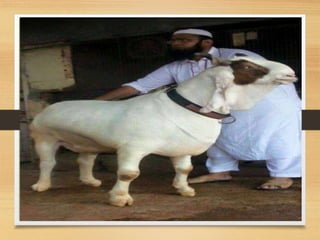 Beautiful goats of the world A Lecture By Mr Allah Dad Khan Former DG ...