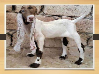 Beautiful goats of the world A Lecture By Mr Allah Dad Khan Former DG ...