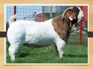 Beautiful goats of the world A Lecture By Mr Allah Dad Khan Former DG ...